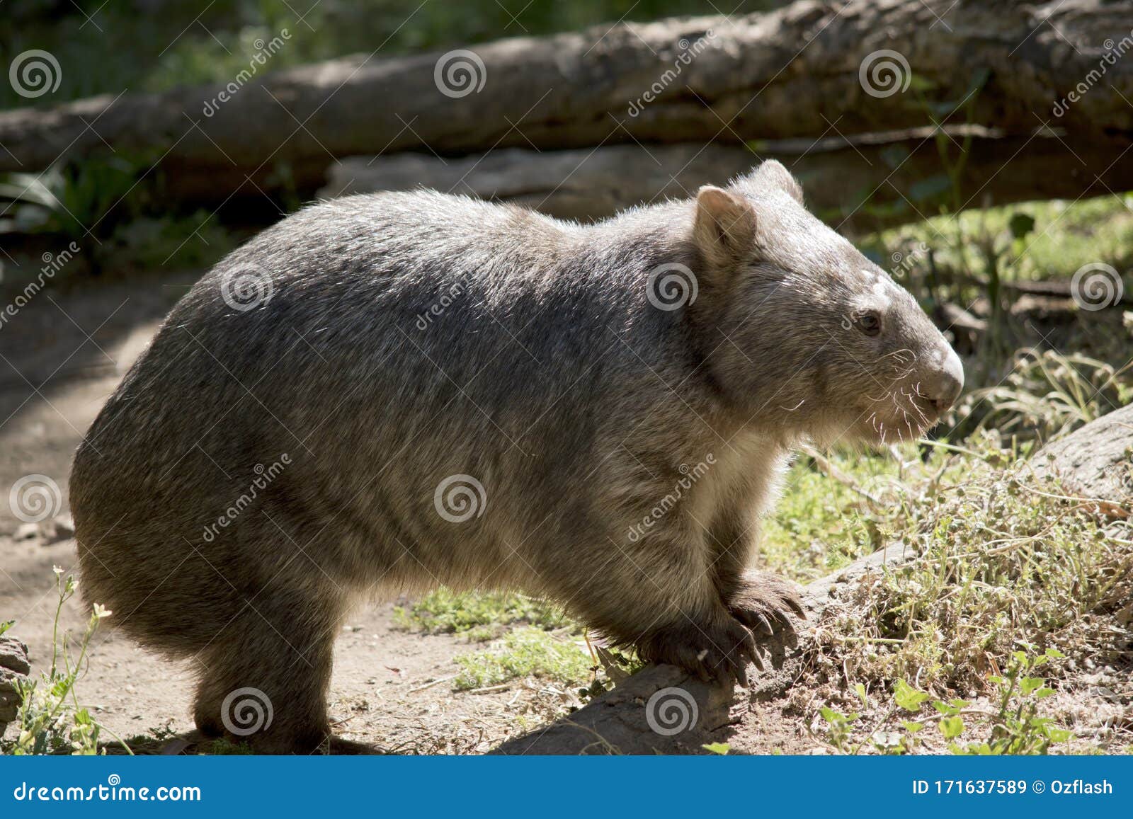 This is a Side View of a Common Wombat Stock Image - Image of ...