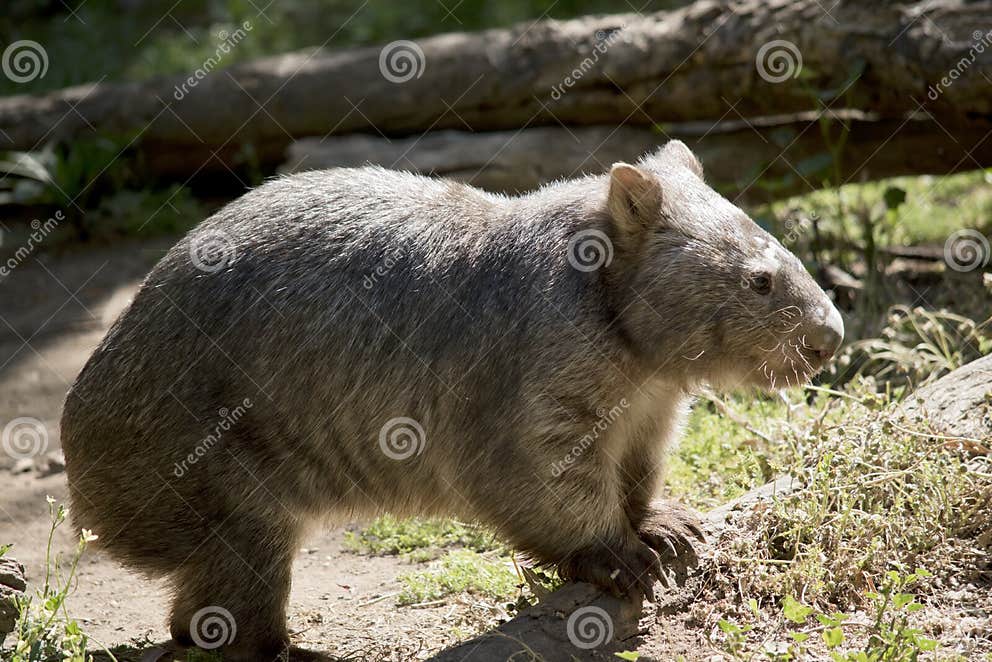 This is a Side View of a Common Wombat Stock Image - Image of ...