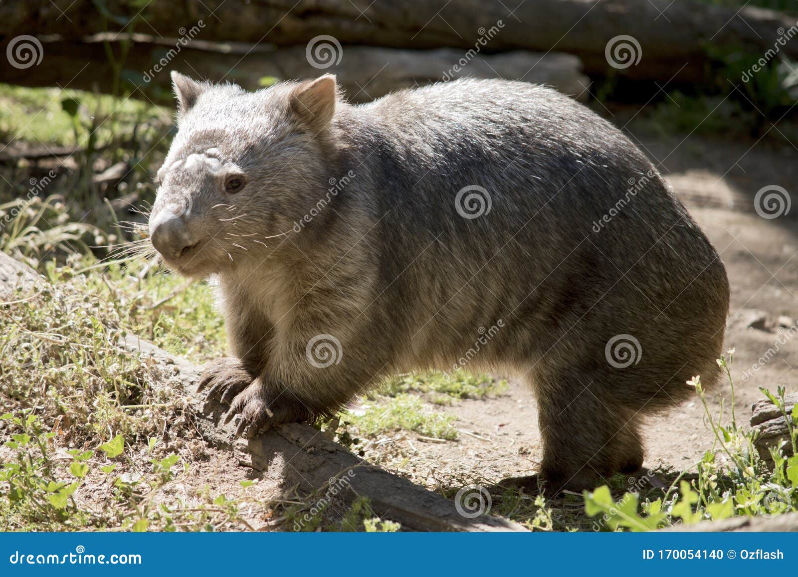 This is a Side View of a Common Wombat Stock Photo - Image of whiskers ...