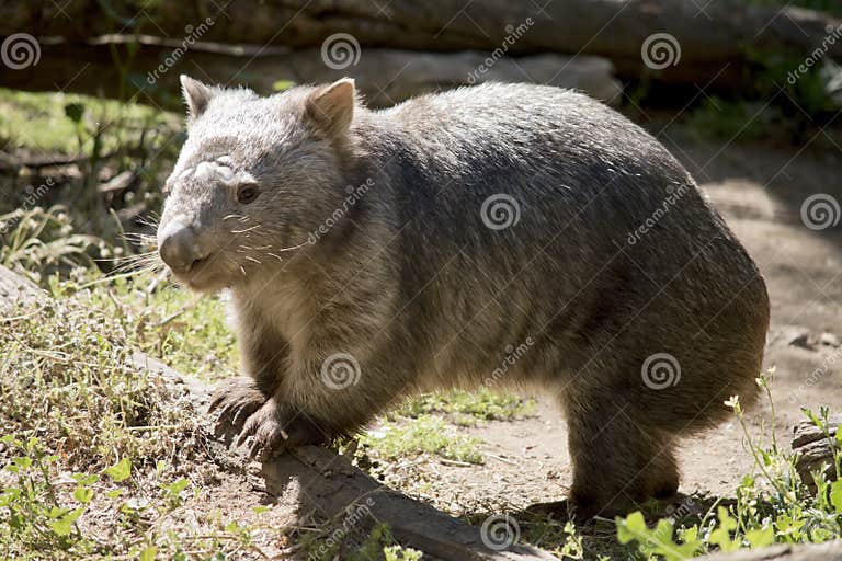 This is a Side View of a Common Wombat Stock Photo - Image of whiskers ...
