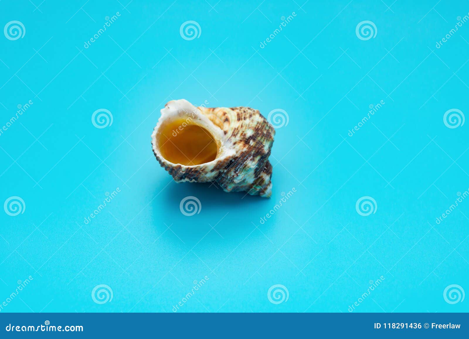 Conch Shell on a Blue Background Stock Photo - Image of aquatic ...