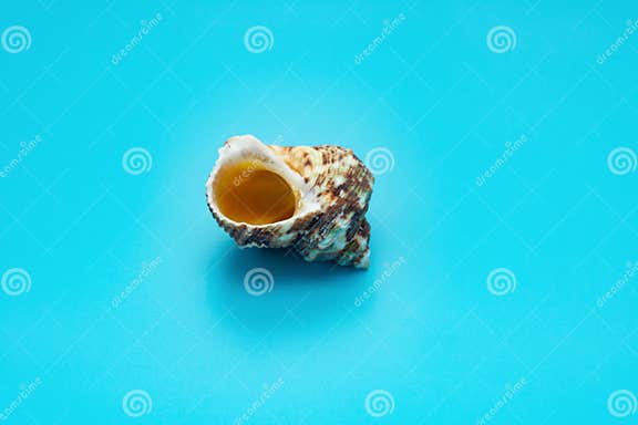Conch Shell on a Blue Background Stock Photo - Image of aquatic ...