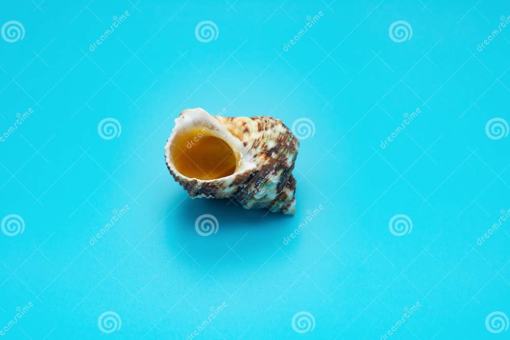 Conch Shell on a Blue Background Stock Photo - Image of aquatic ...