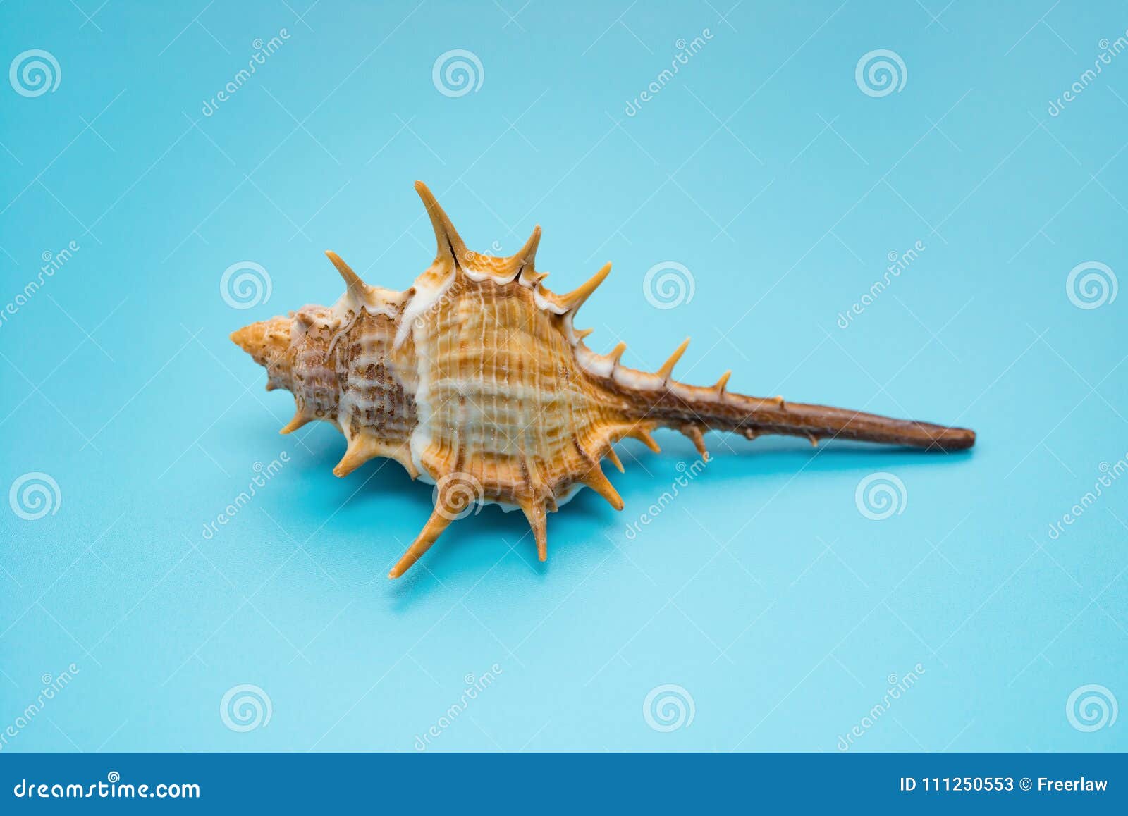Side View Conch Shell on Blue Background Stock Image - Image of seafood ...