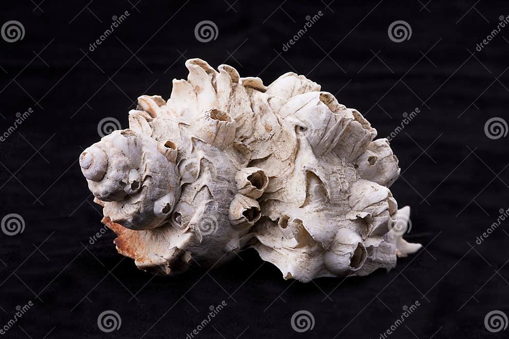 Side view of conch shell. stock photo. Image of mollusk - 47601746