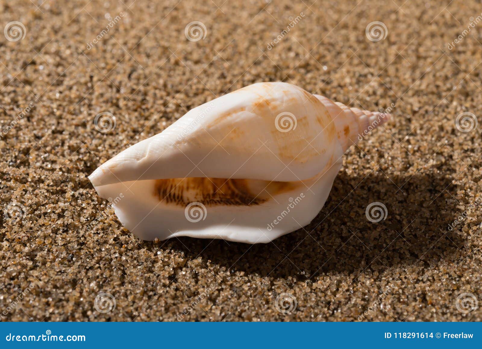 Conch shell on sand stock photo. Image of animal, nature - 118291614