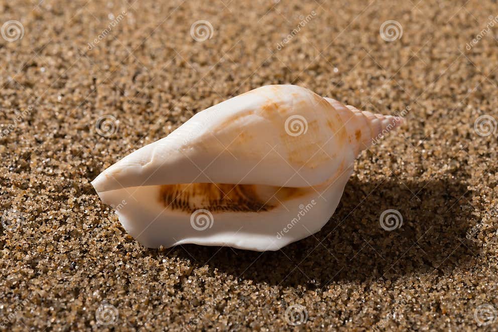 Conch shell on sand stock photo. Image of animal, nature - 118291614