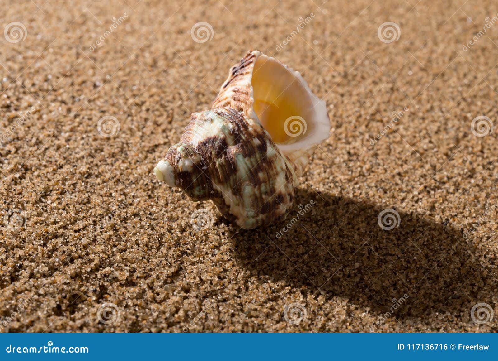Side view conch shell stock photo. Image of seashell - 117136716