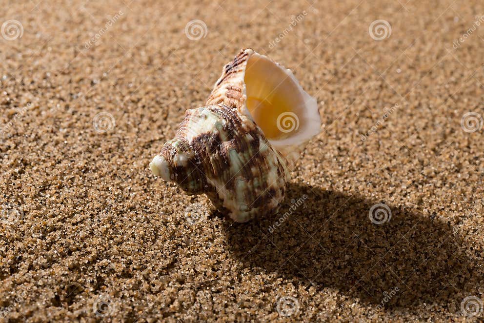 Side view conch shell stock photo. Image of seashell - 117136716
