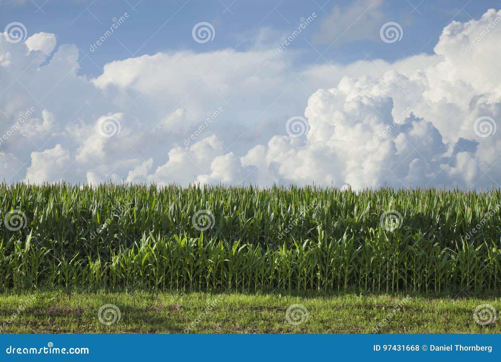 Side View of Corn Below Dramatic Clouds on a Summer Afternoon Stock ...