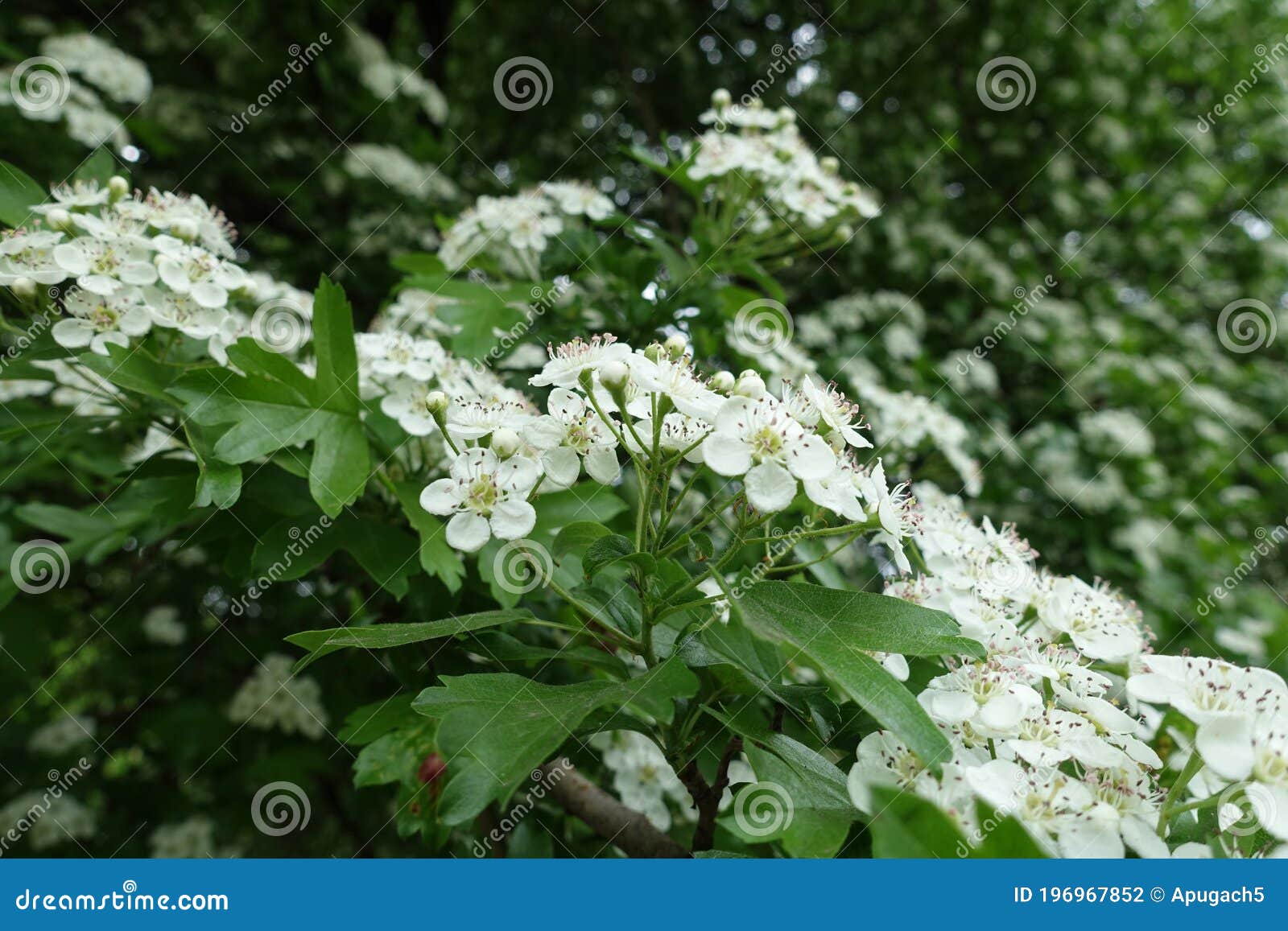 Side View of Corymb of White Flowers of Crataegus Monogyna Stock Photo ...