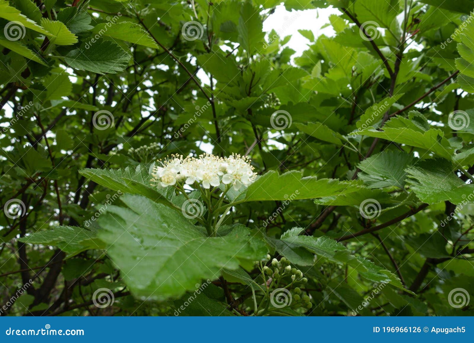 Side View of Corymb of White Flowers of Sorbus Aria Stock Photo - Image ...
