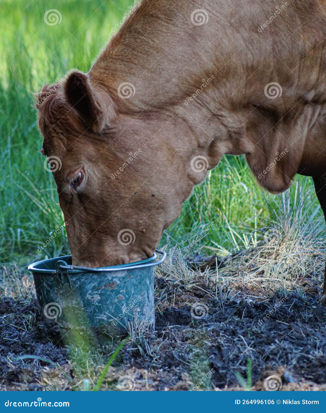 Side View of Cow Drinking from Bucket Stock Photo - Image of ...