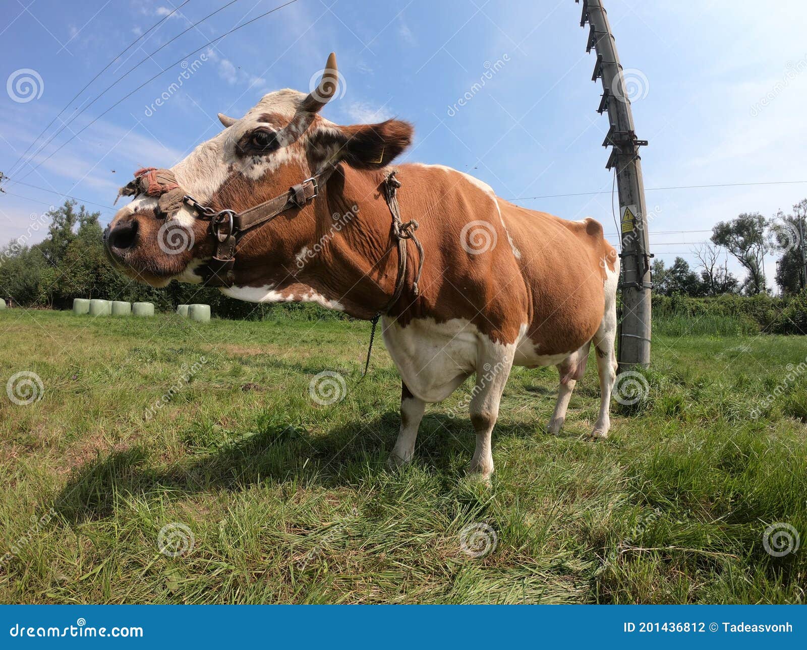 Side View of a Cow in the Farmyard Stock Photo - Image of breeze ...