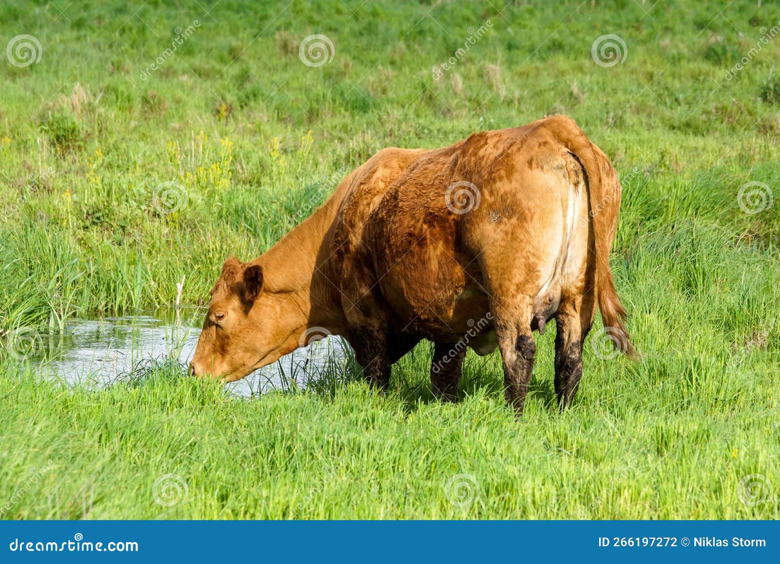 Side View of a Cow that is Standing on a Field Stock Photo - Image of ...