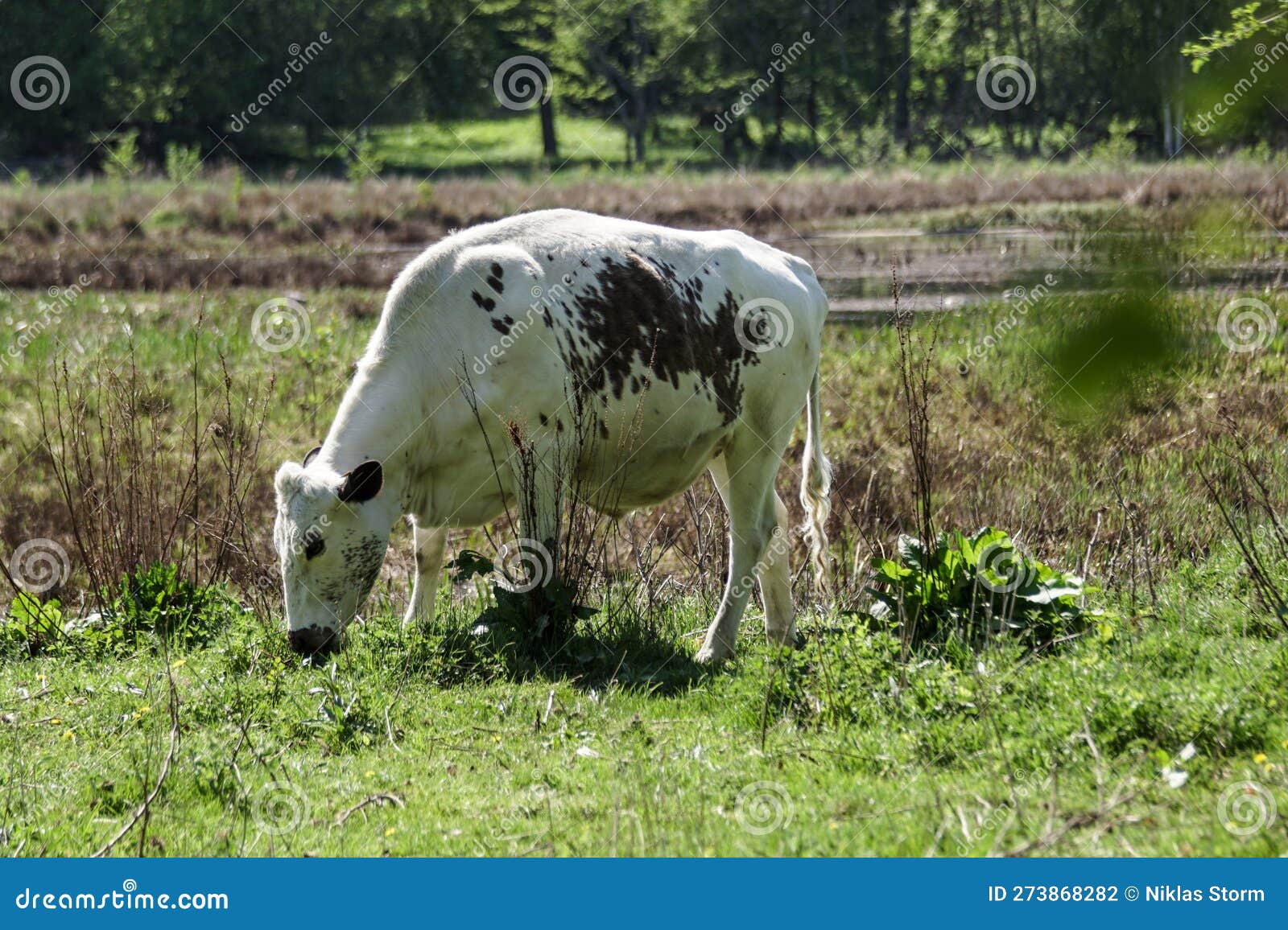 Side View of Cow Standing on Grassy Field Stock Photo - Image of nature ...
