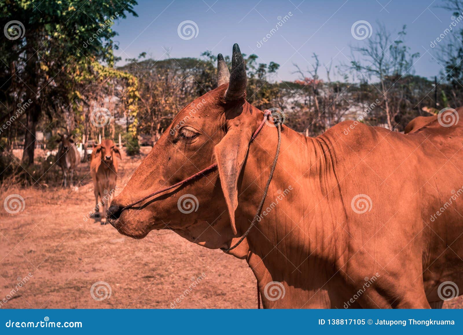 Cow side view stock image. Image of profile, pattern - 138817105