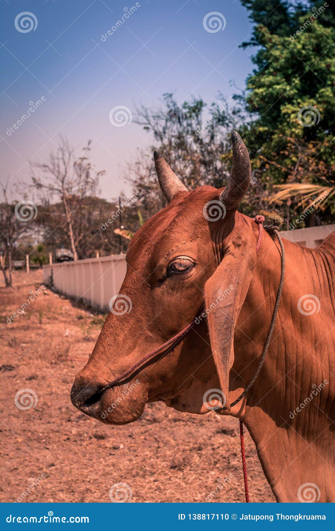 Cow side view stock photo. Image of copy, side, holsteine - 138817110