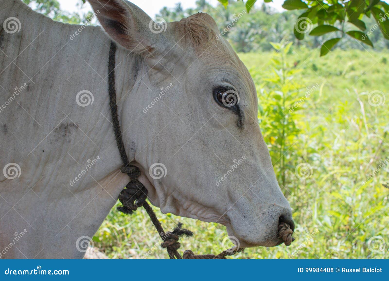 Side view of a cows head stock photo. Image of view, head - 99984408