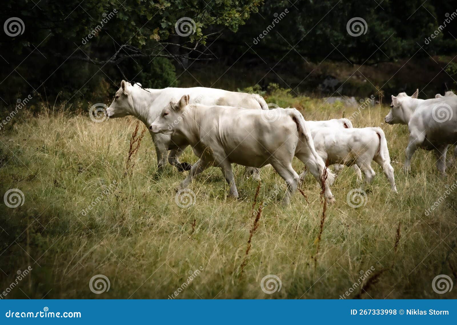 Side View of Cows Standing on Field Stock Photo - Image of natural ...