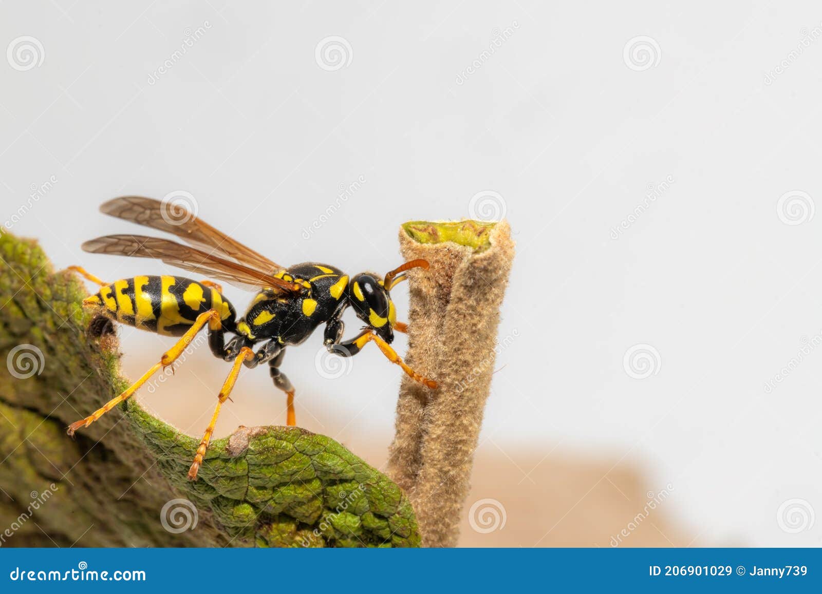Side View of a Crawling Field Wasp on the Leaf Margin Stock Image ...