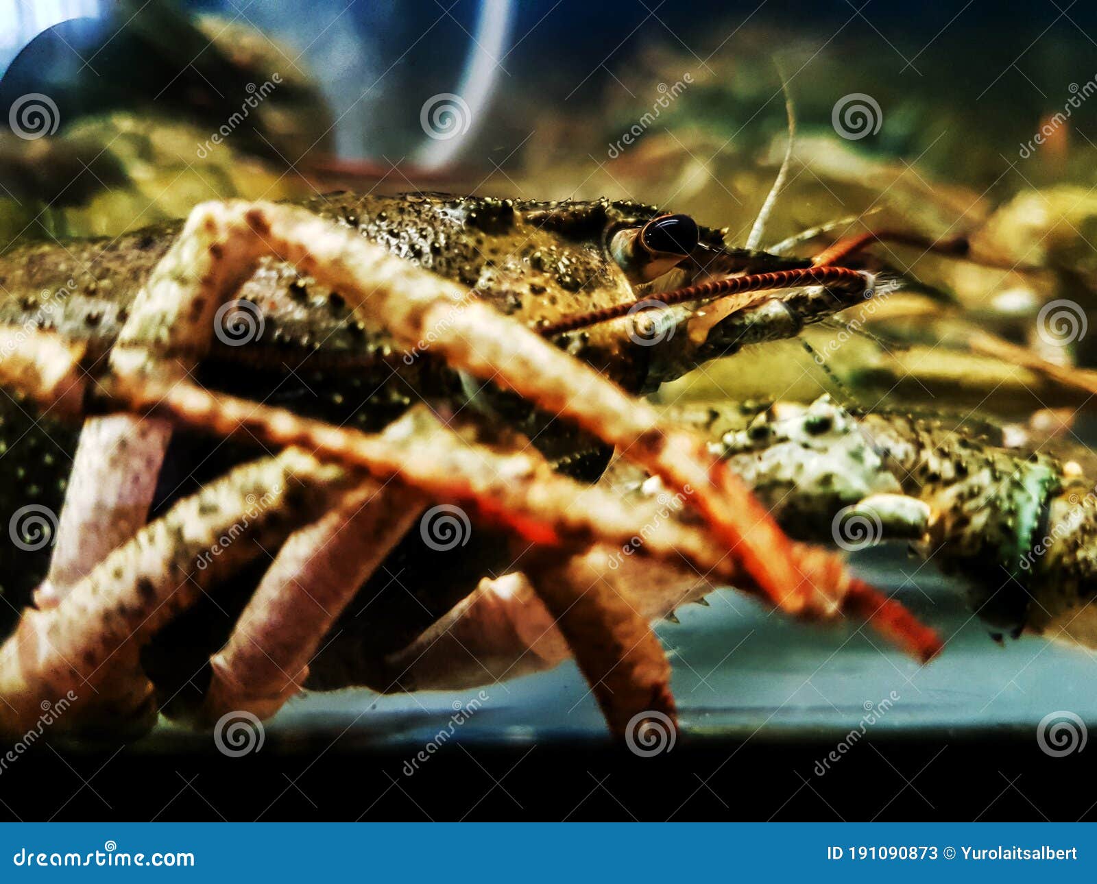 Side View. Crayfish in a Spacious Aquarium Stock Image - Image of ...