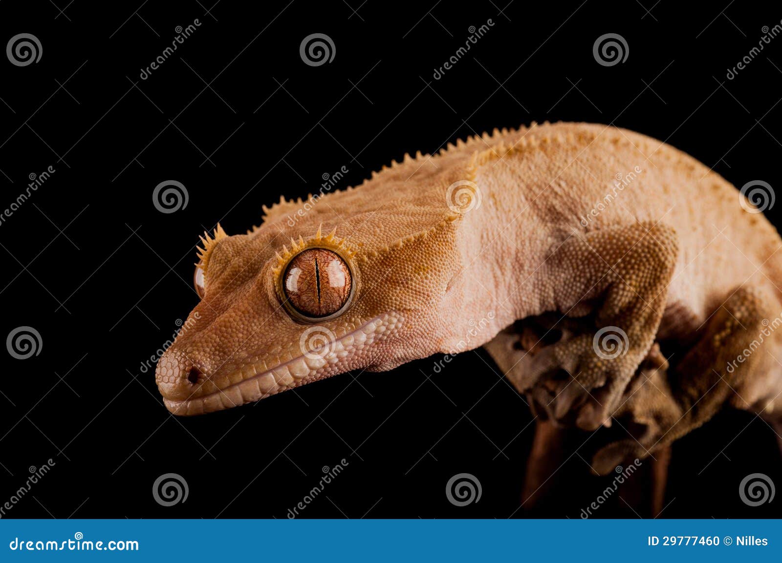 Crested gecko stock photo. Image of view, macro, animal - 29777460