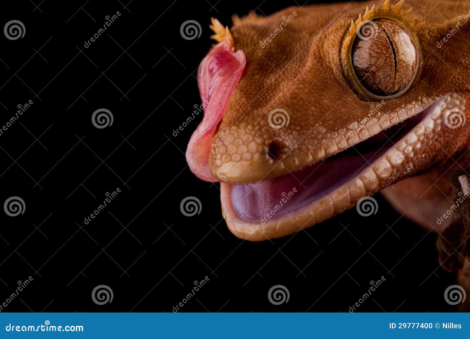 Crested gecko stock photo. Image of wimper, macro, gekko - 29777400