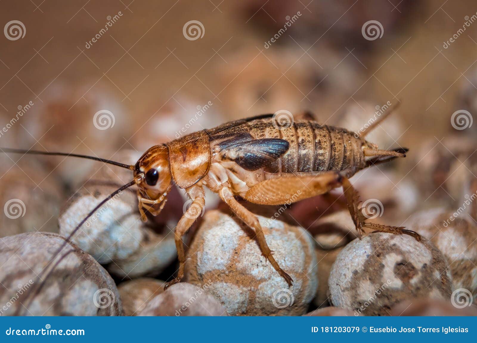 Side view of Cricket stock image. Image of grille, arthropod - 181203079