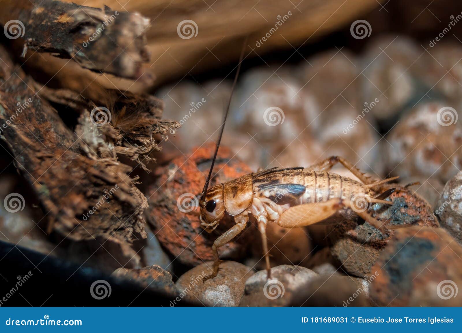 Side view of cricket stock image. Image of grille, grasshopper - 181689031