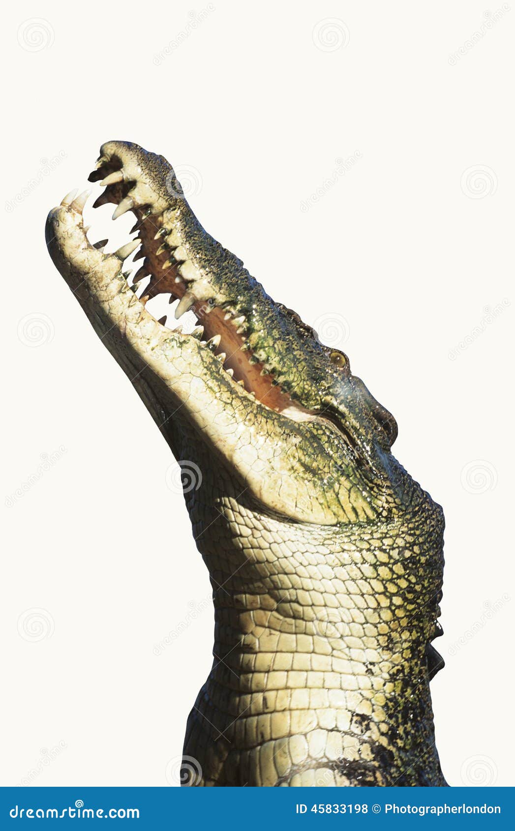 Side View of Crocodile Over White Background Stock Photo - Image of ...