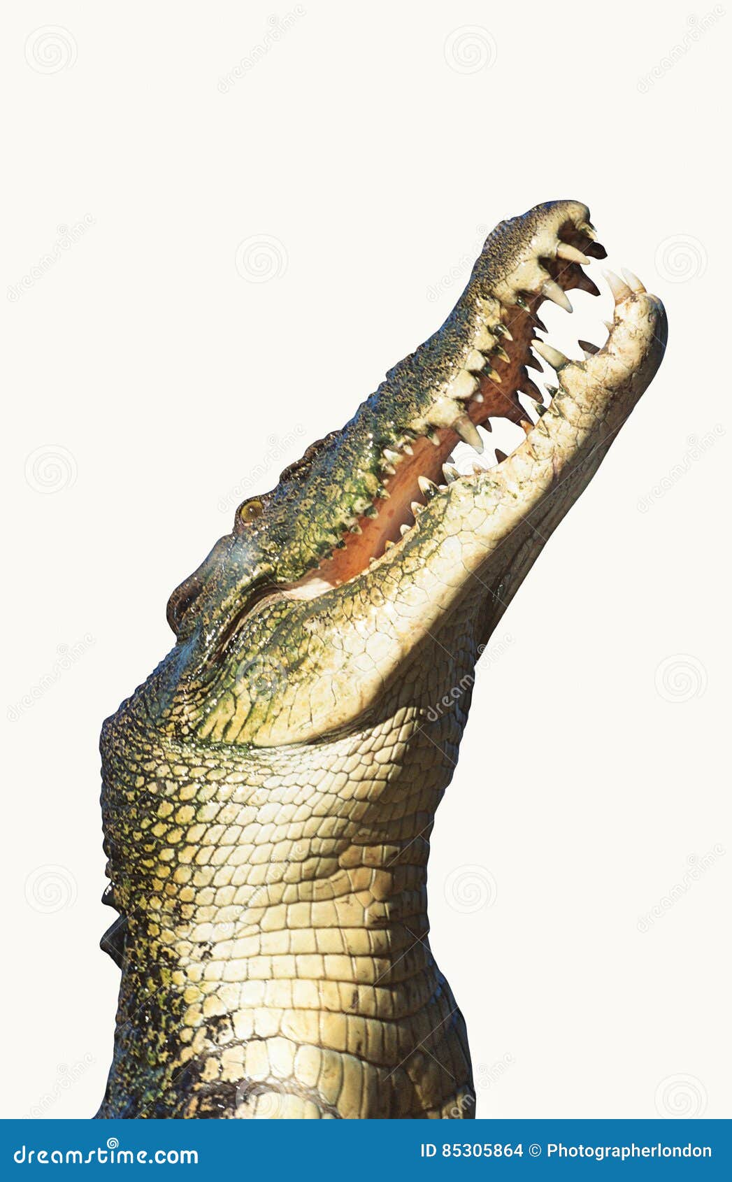 Side View of Crocodile Over White Background Stock Photo - Image of ...