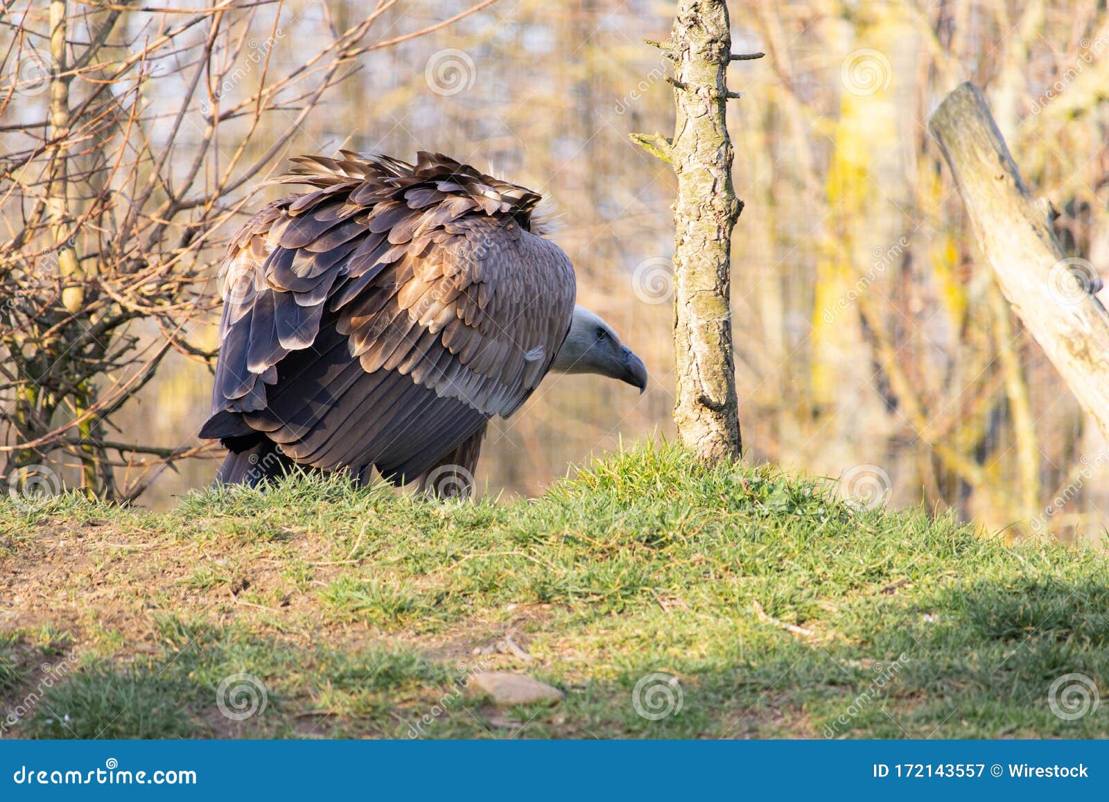 Side View of a Crouched Vulture with Watchful Eyes Stock Image - Image ...