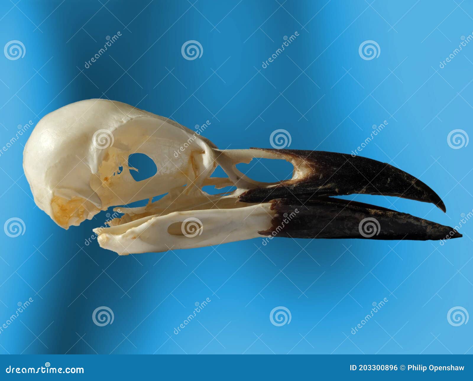 Side View of a Crow Skull with Open Beak on a Blue Background Stock ...