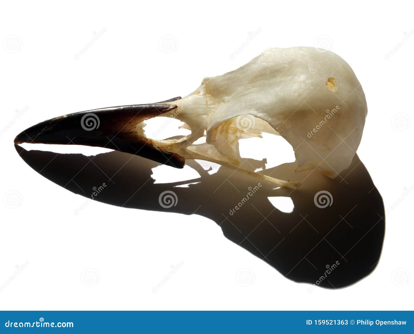 Crow Skull Front View