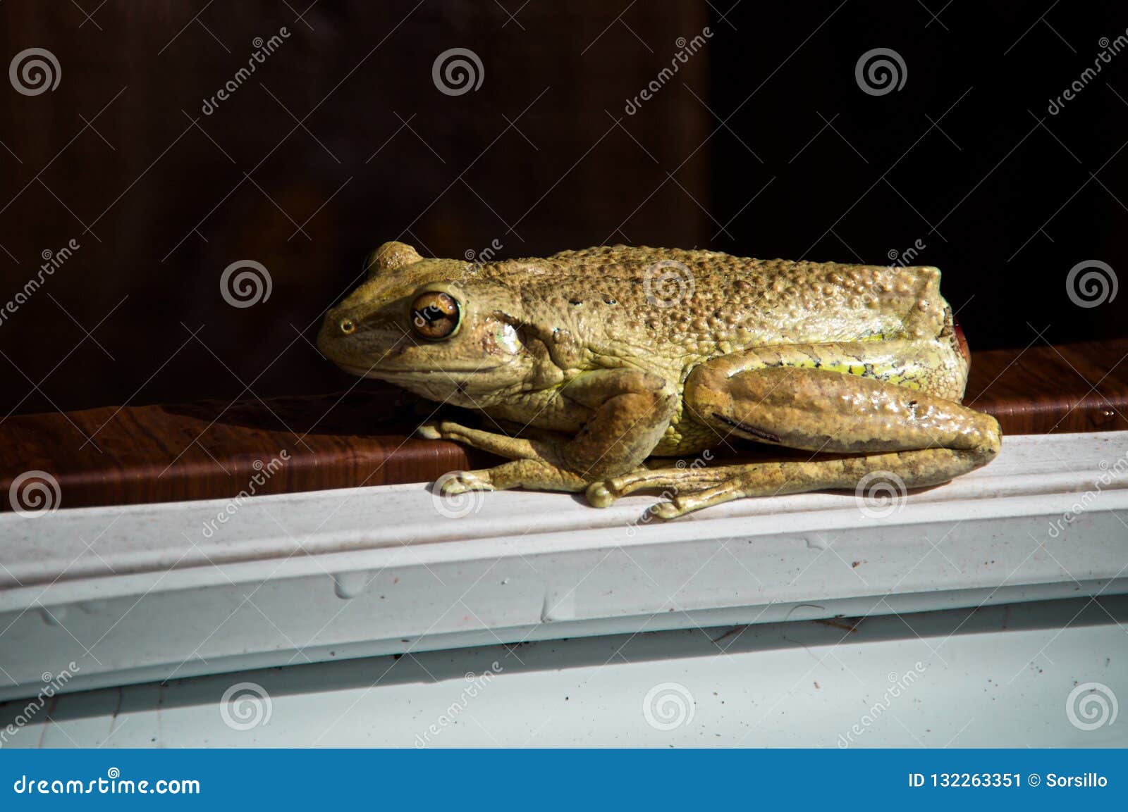 Side View of Cuban Tree Frog Stock Image - Image of nature, view: 132263351