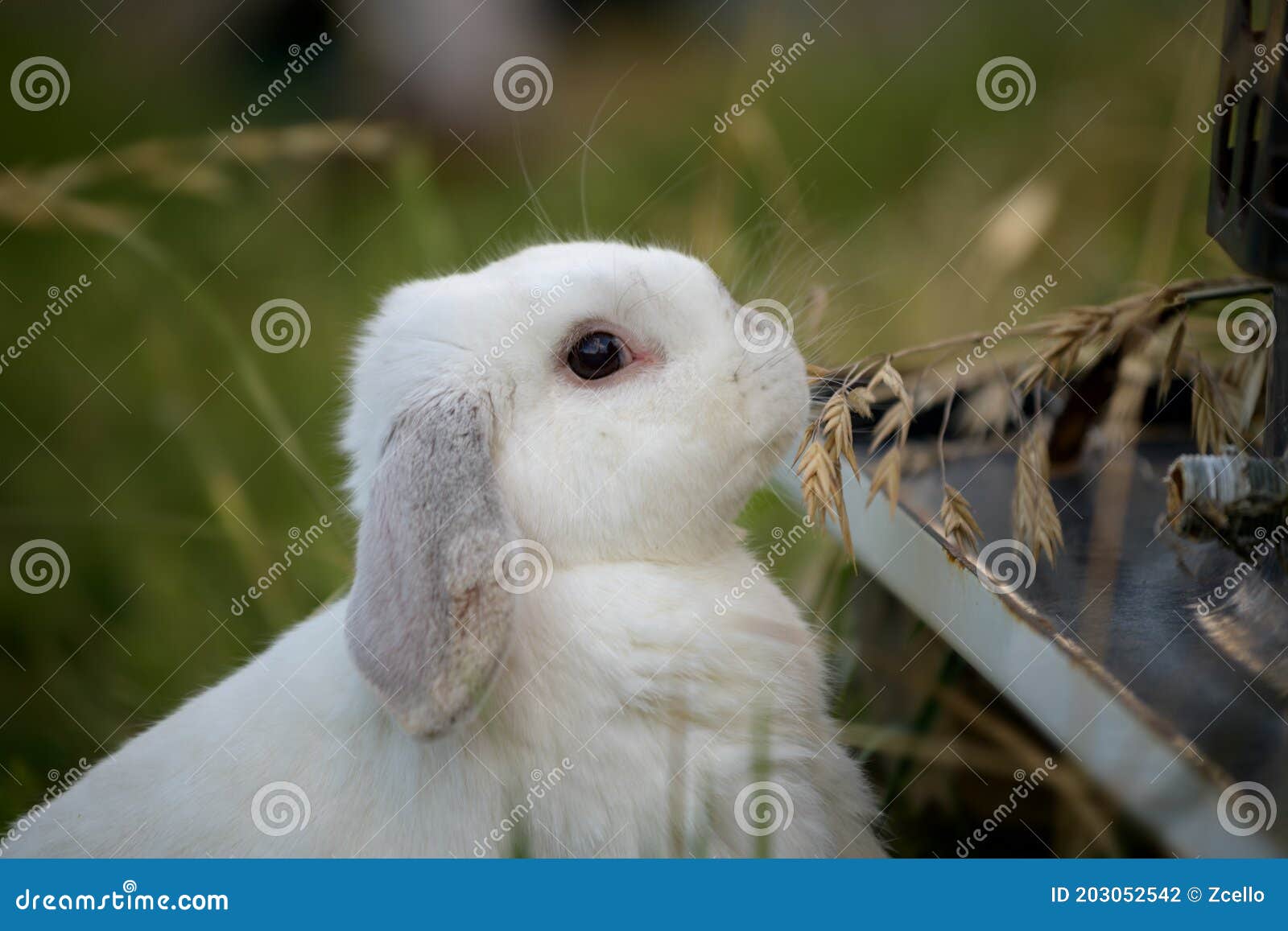 113 Eared Floppy Rabbit Stock Photos - Free & Royalty-Free Stock Photos ...