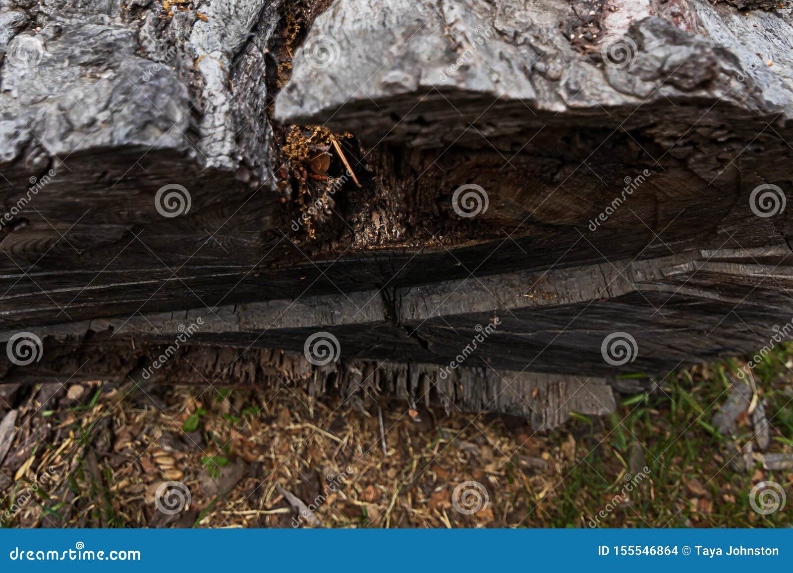 Side View of a Cut Piece of Raw Dry Oak Tree Stock Photo - Image of ...