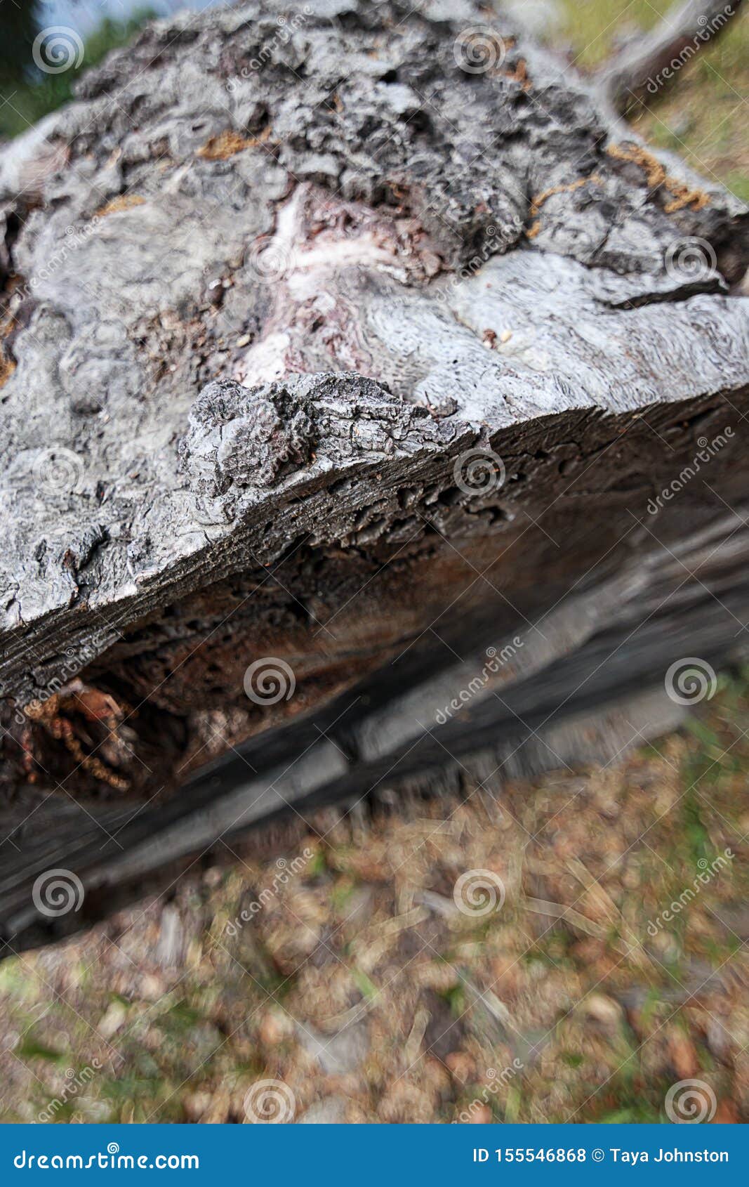 Side View of a Cut Piece of Raw Dry Oak Tree Stock Photo - Image of ...