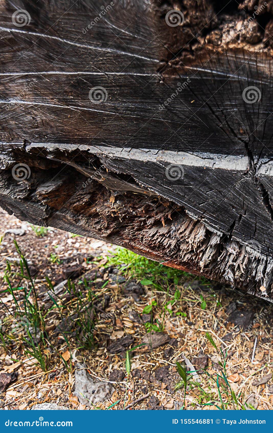 Side View of a Cut Piece of Raw Dry Oak Tree Stock Image - Image of ...