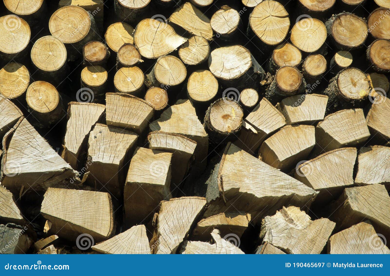 Side View of Cut Timber from Forest Trees. Stock Image - Image of side ...