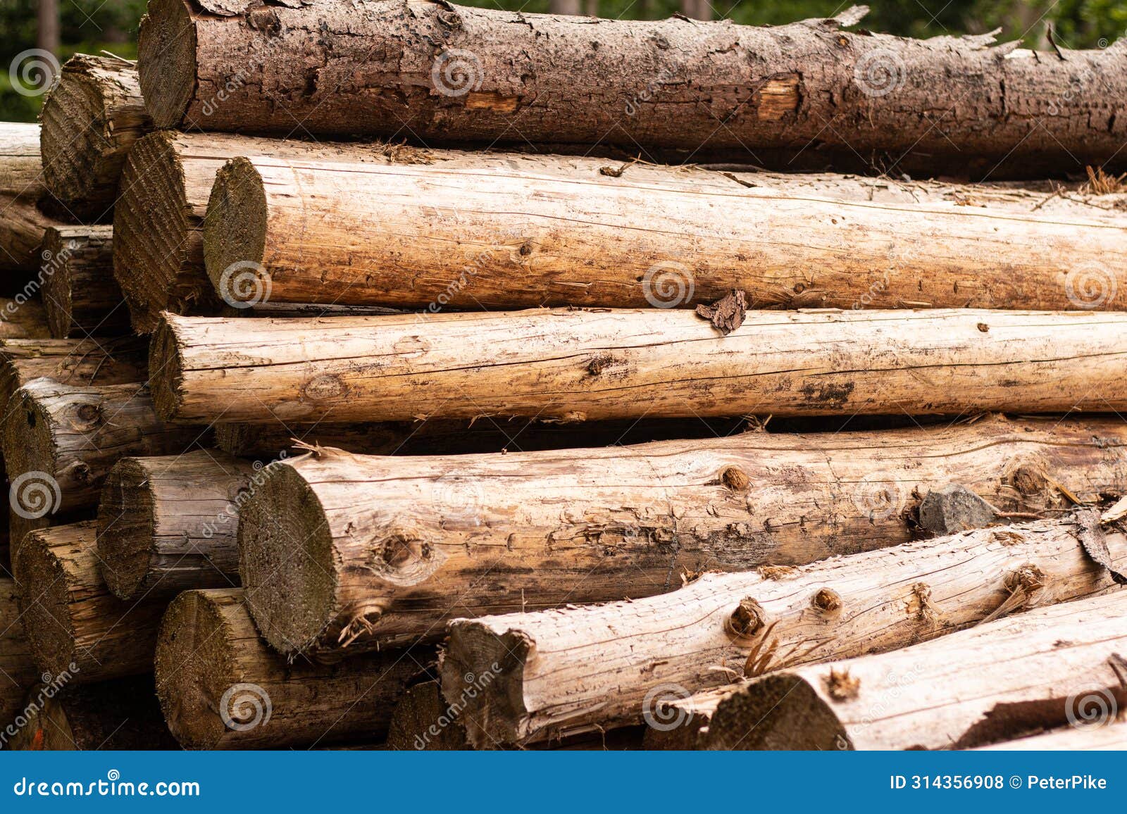 Side View of Cut Tree Trunks Lying in the Forest Stock Photo - Image of ...