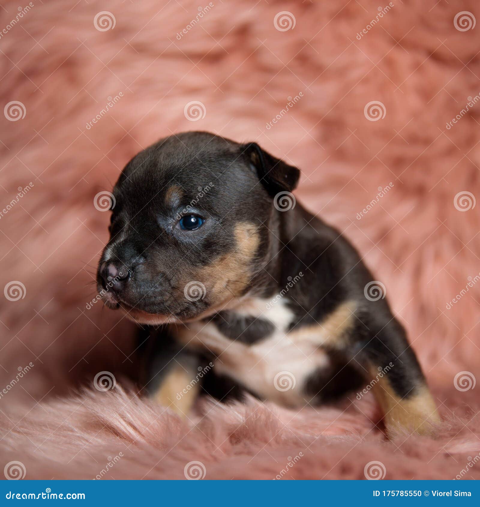 Cute american bully puppy stock photo. Image of eager - 175785550