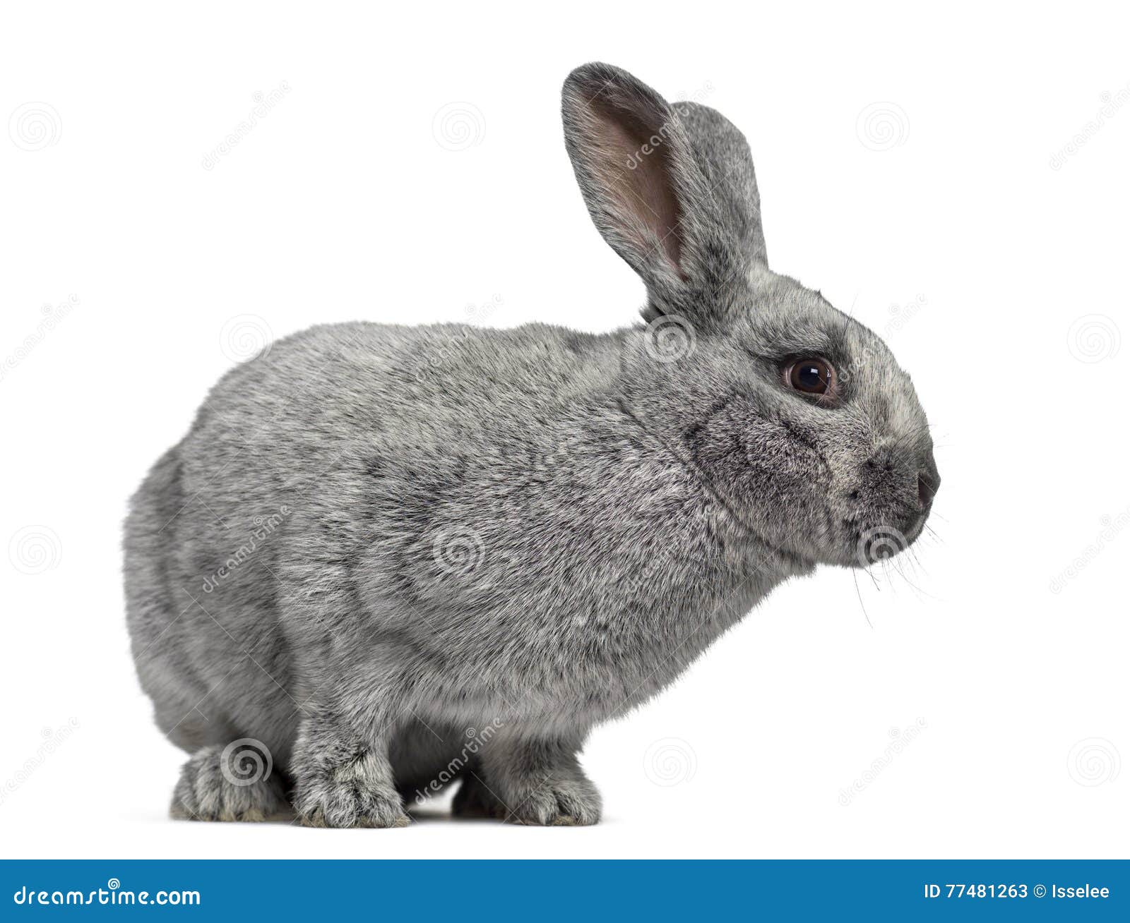 Side View of a Cute Argente Rabbit Stock Image - Image of rabbit ...