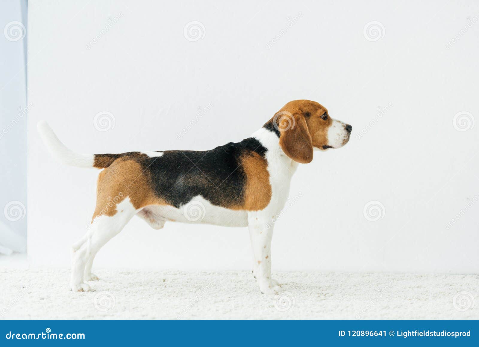 Side view of cute beagle stock image. Image of beagle - 120896641
