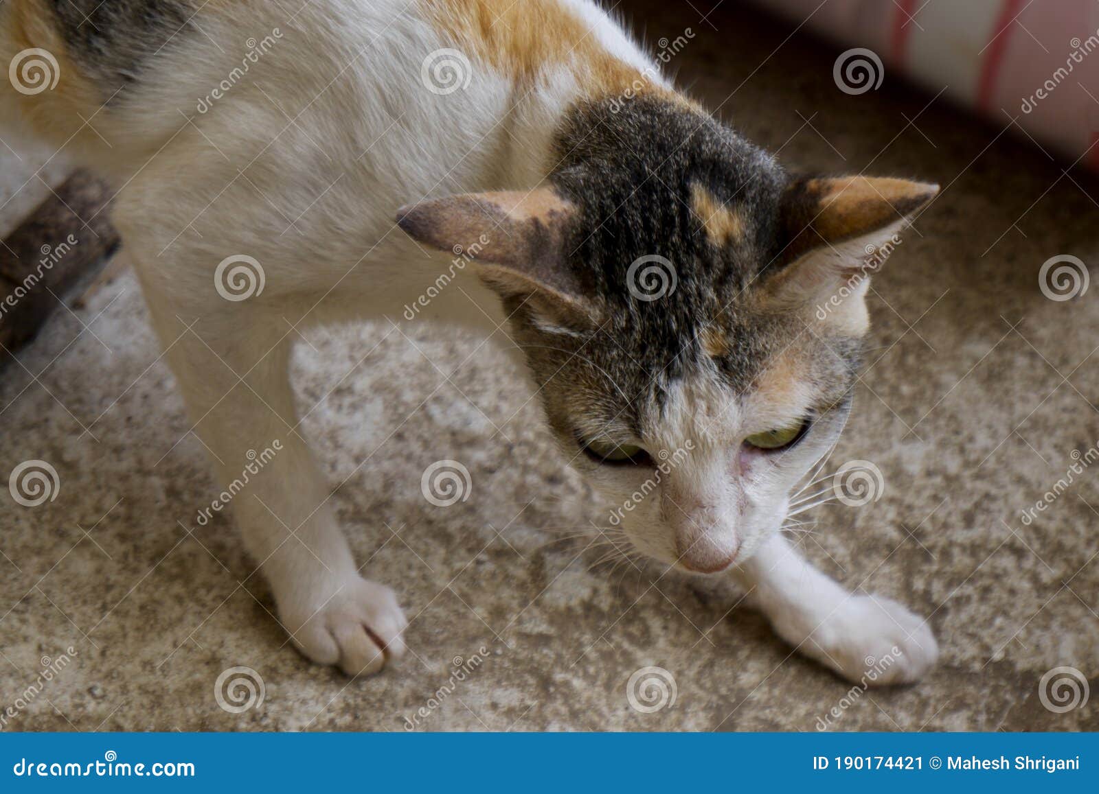 Side View of Cute Cat Looking Down Side Stock Image - Image of adorable ...