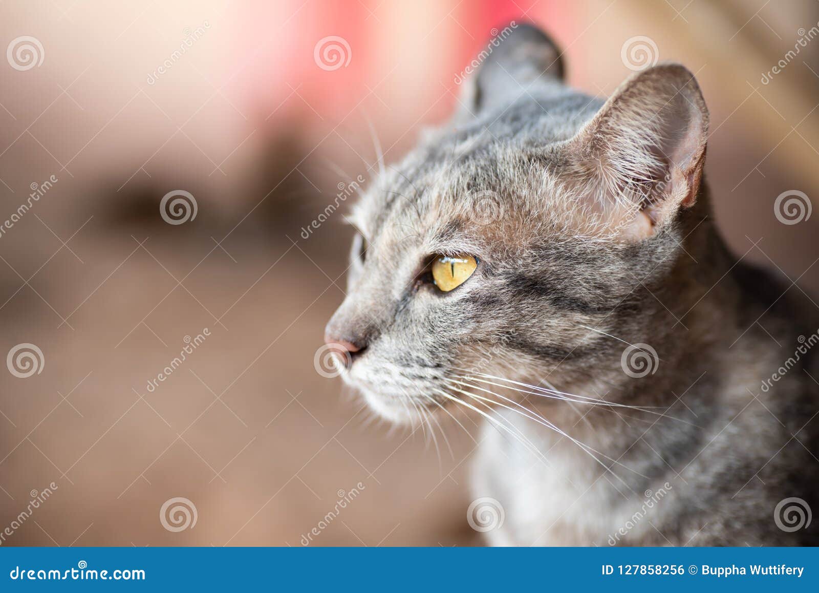 Side View of Cute Cat Looking for Something Stock Photo - Image of cute ...