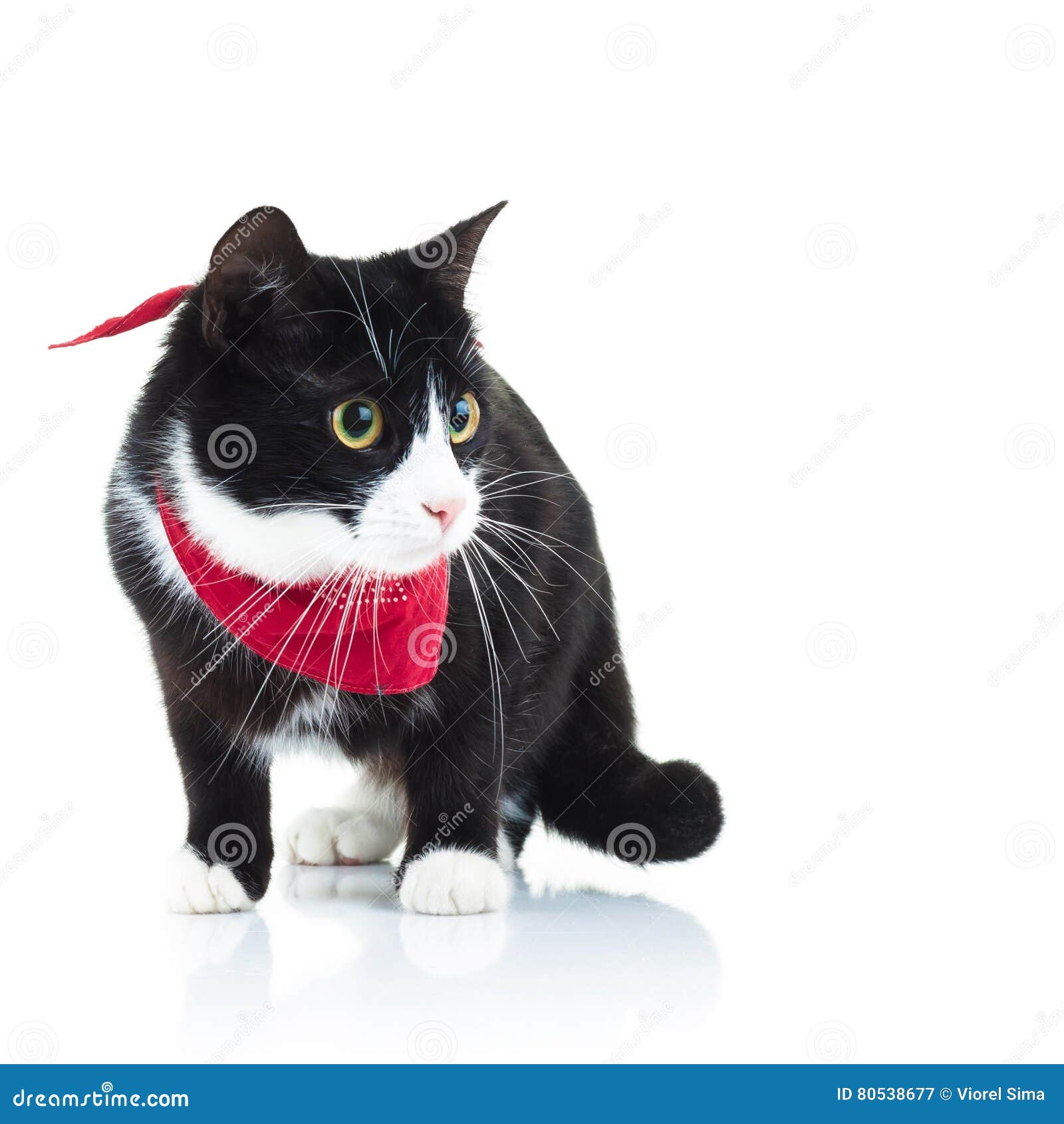 Side View of a Cute Cat Standing Stock Image - Image of curious, kitten ...