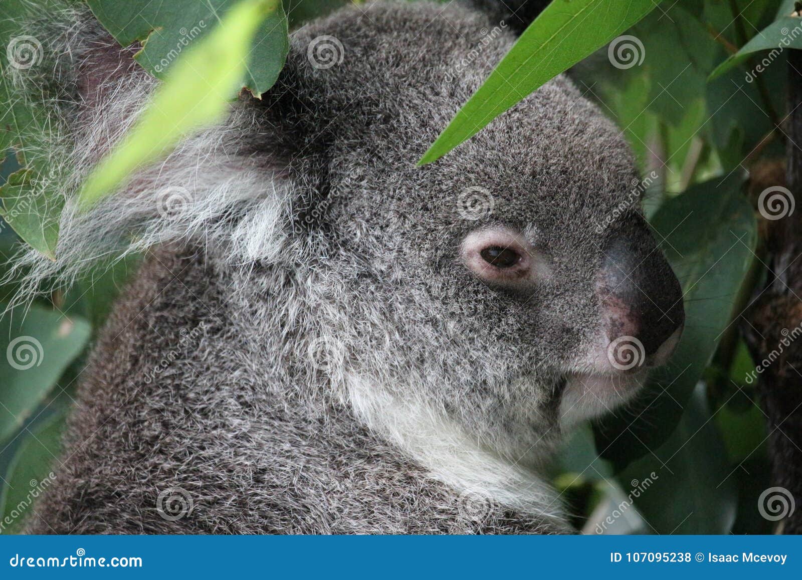 Koala stock photo. Image of zoology, outdoors, side - 107095238