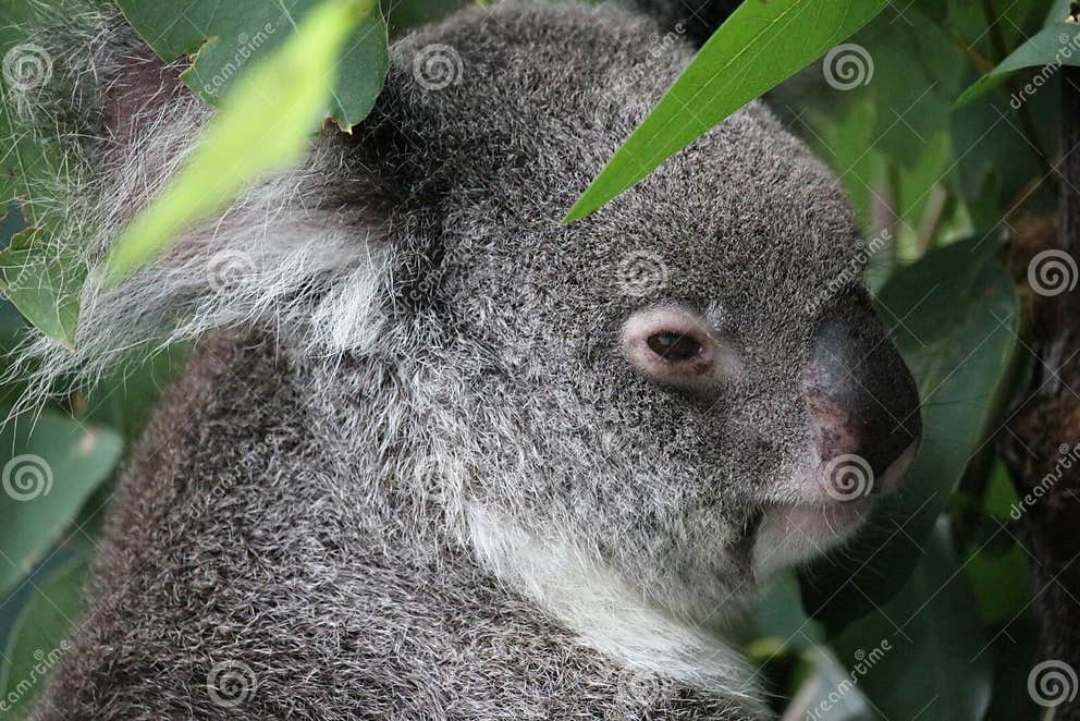 Koala stock photo. Image of zoology, outdoors, side - 107095238